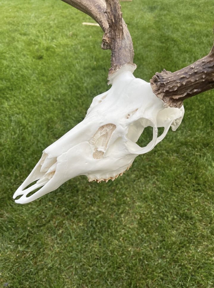 Gallery – Antler Tech